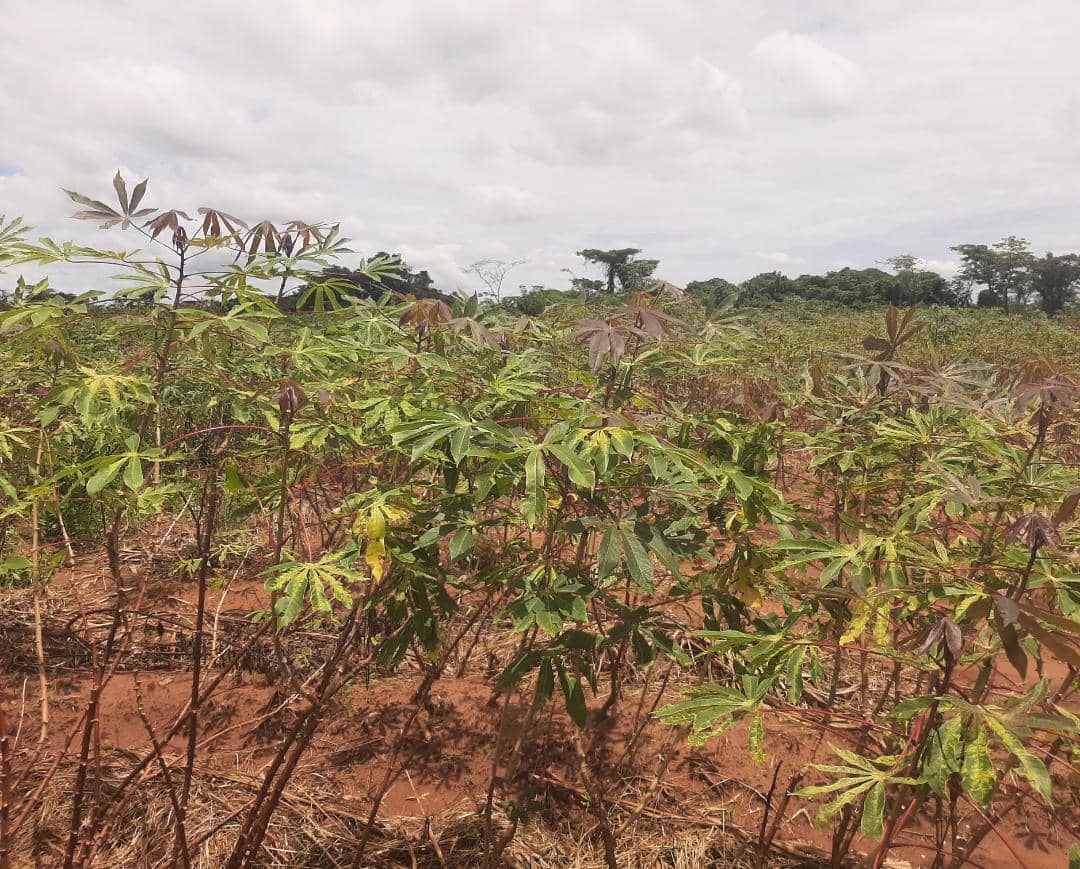 Zambian Government and FAO Respond to Cassava Disease Outbreak | CCARDESA