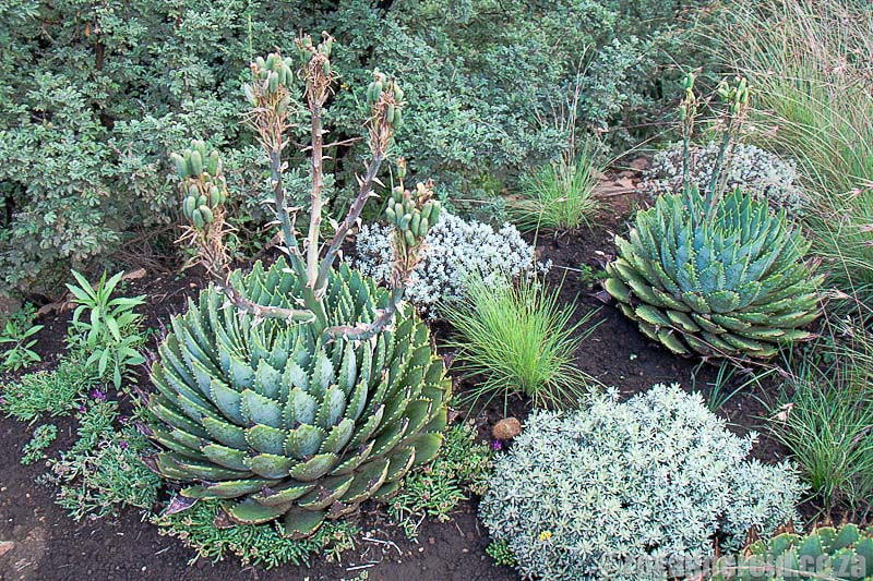 Conservation of Indigenous Plants in Lesotho | CCARDESA