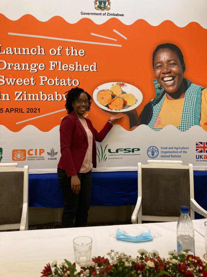 Zimbabwe Launches Biofortified Sweet Potato Variety | CCARDESA